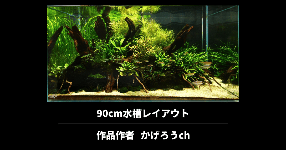 90cm水槽レイアウトの立ち上げと植栽｜流木を使った構図 | アクアリウムを楽しもう